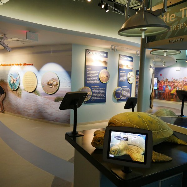Whiting-Turner – Sea Turtle Hospital Expansion
